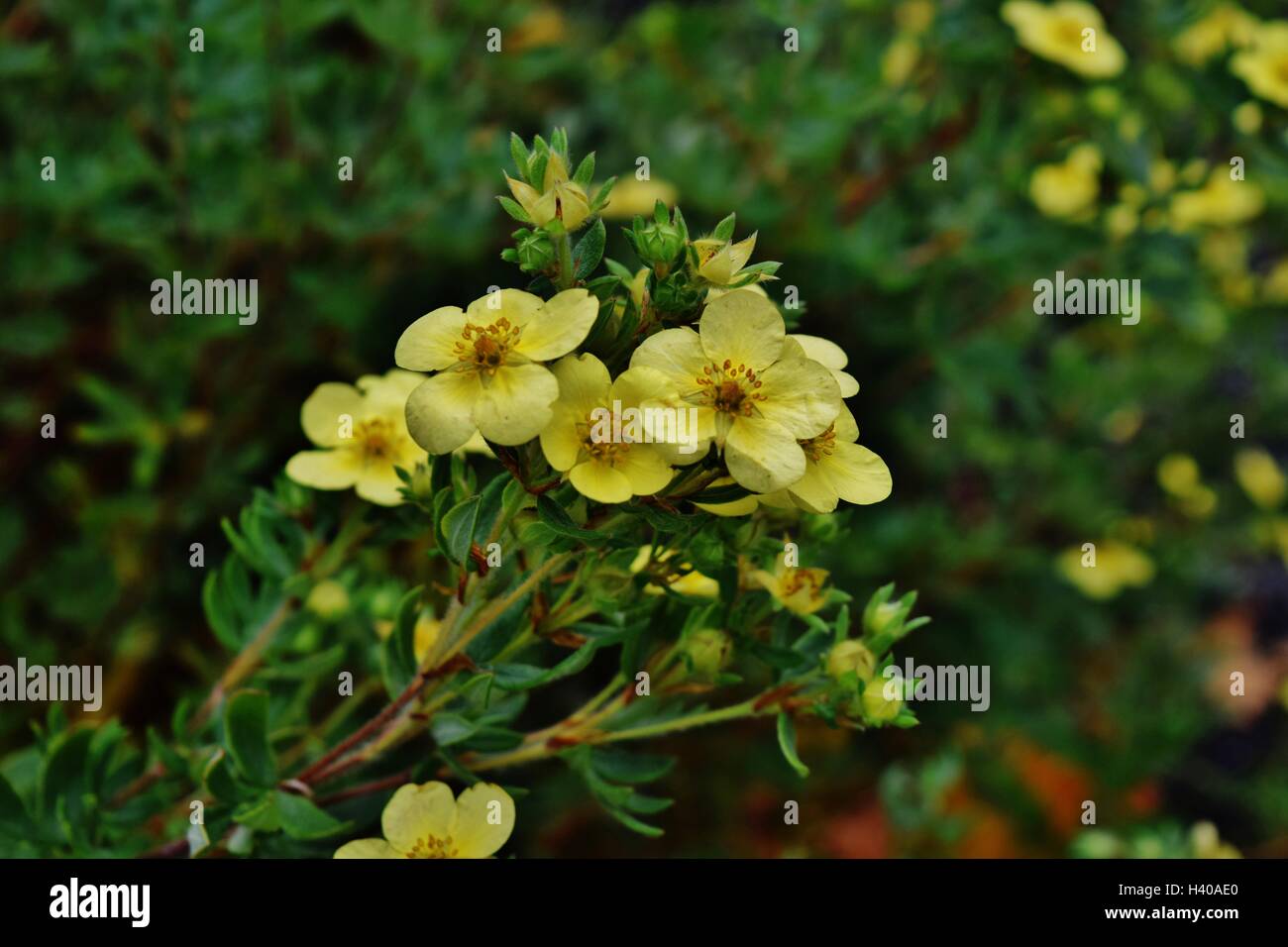 Flowers on the bush Stock Photo - Alamy