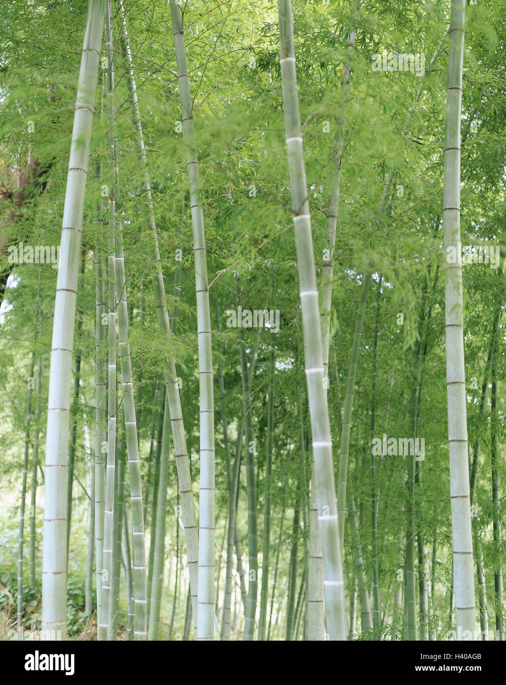 Japan, Honshu, bamboo forest, detail, Asia, Fukushima prefecture ...