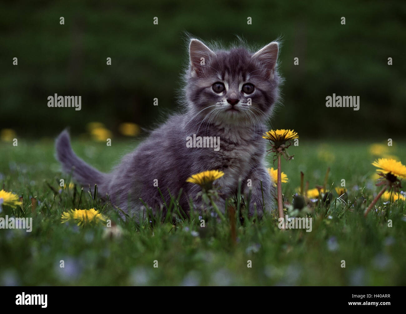 Flower meadow, Norwegian forest cat, young, animals, mammals, Mammalia ...