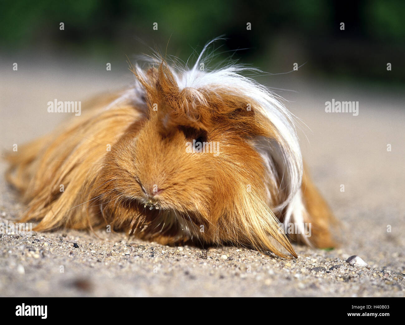 Rosette guinea pig hi-res stock photography and images - Alamy