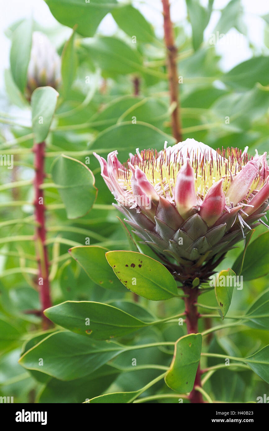 The USA, Hawaii, island Maui, protease, Protea spec., detail, blossom ...