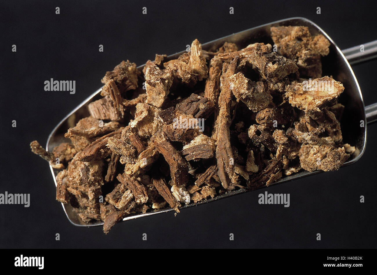 Medicinal plants, real angelic herb, Angelica, archangelica, root ...