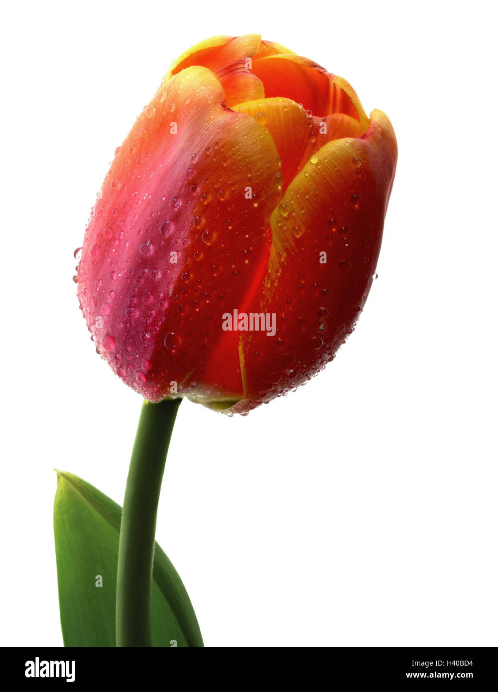 The damp Cut Out Stock Images & Pictures - Alamy