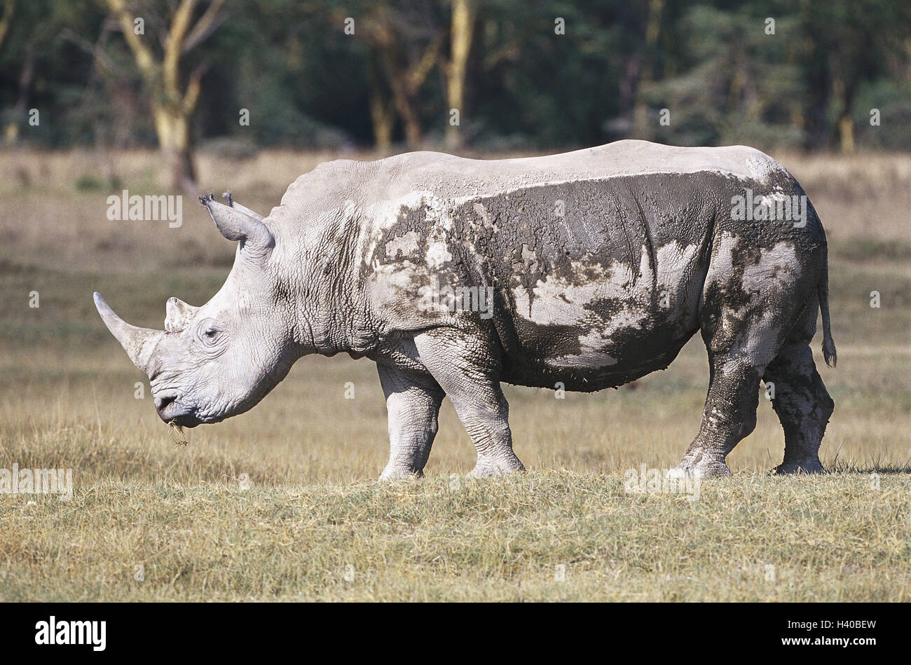 Steppe, wide mouth rhinoceros, Ceratotherium simum, side view, nature ...