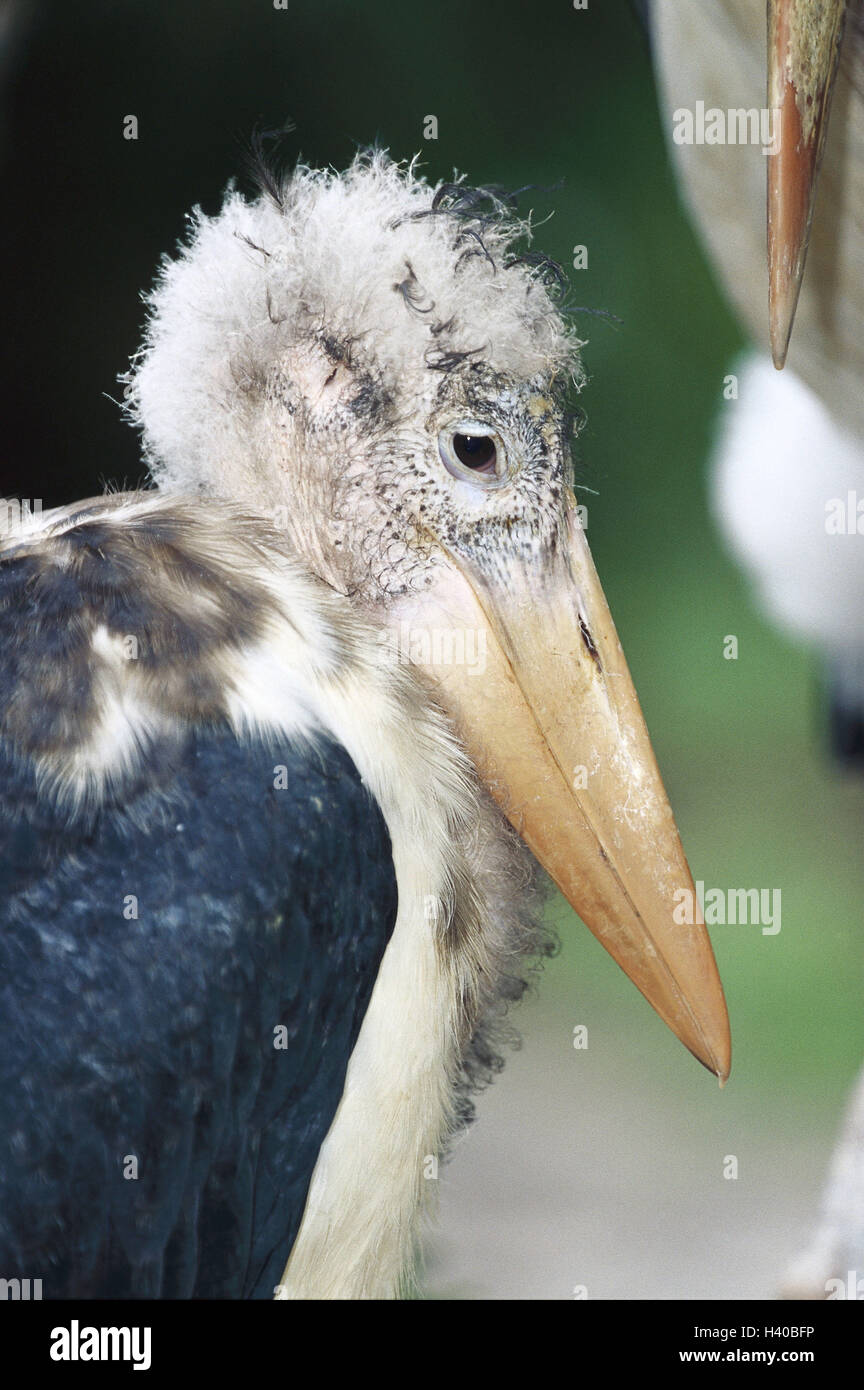 Marabou, Leptoptilos crumeniferus, young animal, tread, nature, zoology ...