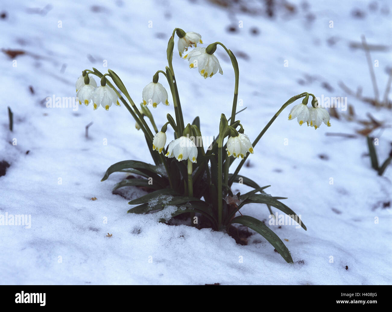 Snow, snowflake, Leucojum vernum, flowers, plants, spring flowers ...