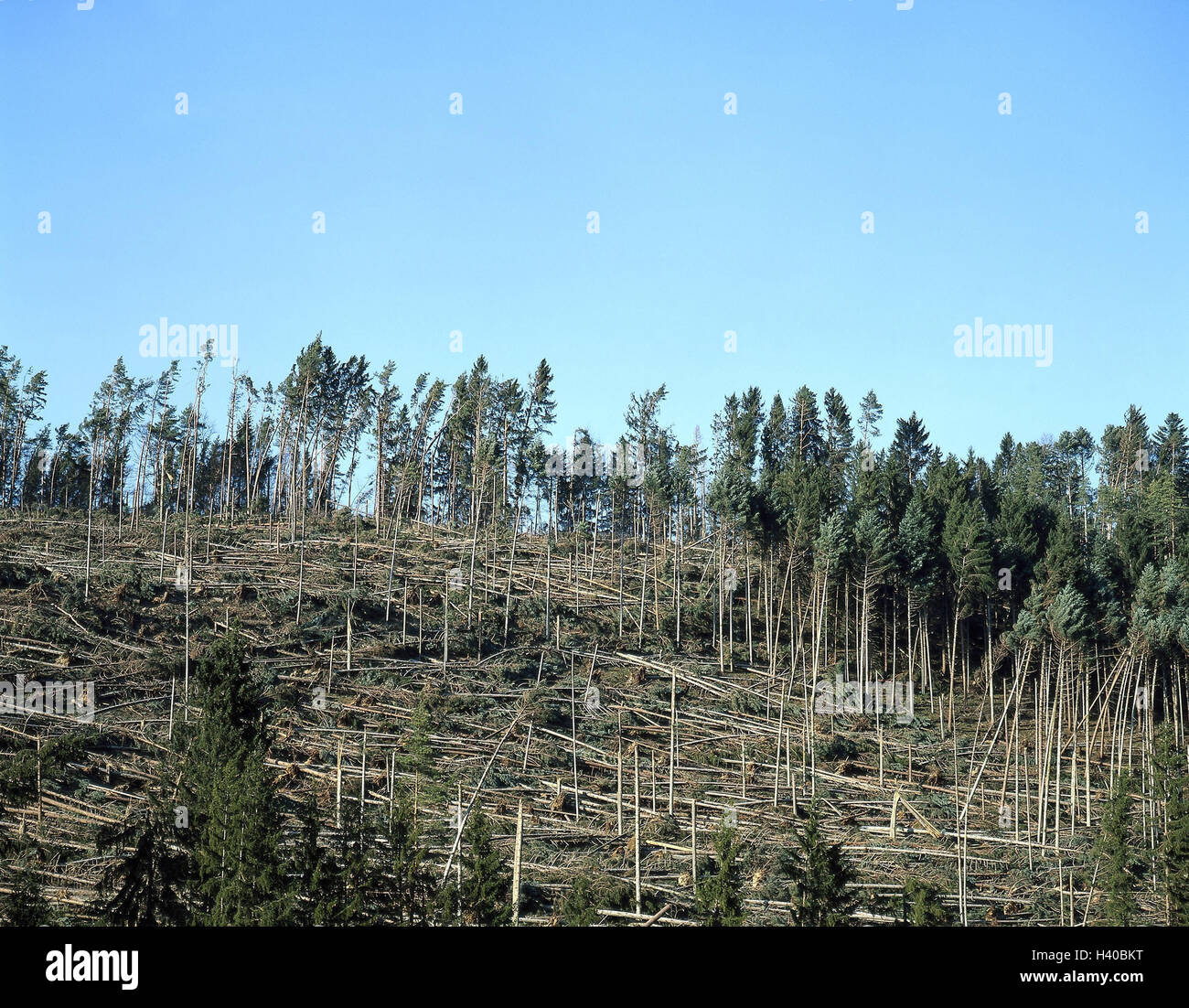 Germany, Baden-Wurttemberg, wood, attack damage, wind rupture, wind ... Germany, Baden-Wurttemberg, wood, attack damage, wind rupture, wind ...