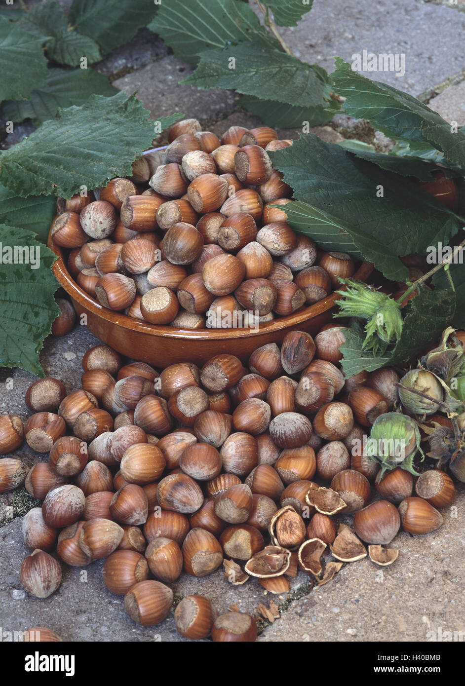 Hazelnut cores hi-res stock photography and images - Alamy