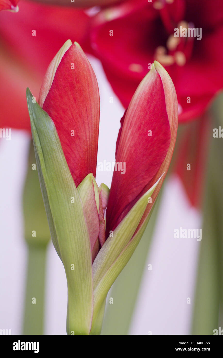 Curled up flower hi-res stock photography and images - Alamy