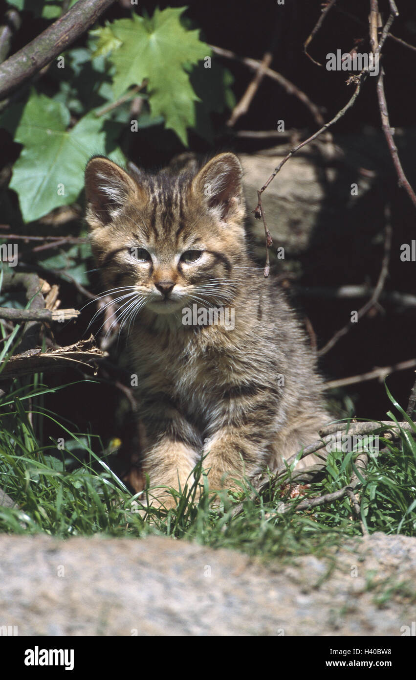 Edge the forest, wildcat, Felis silvestris, young animal, animal world ...