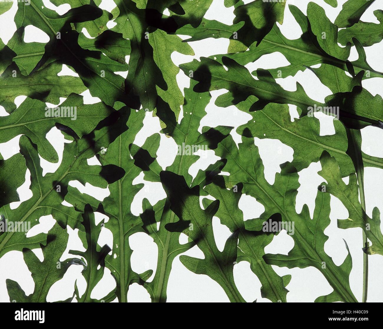 Salad, Rucola Rukola, Rauke, Raukensalat, green salad, green, Still ...