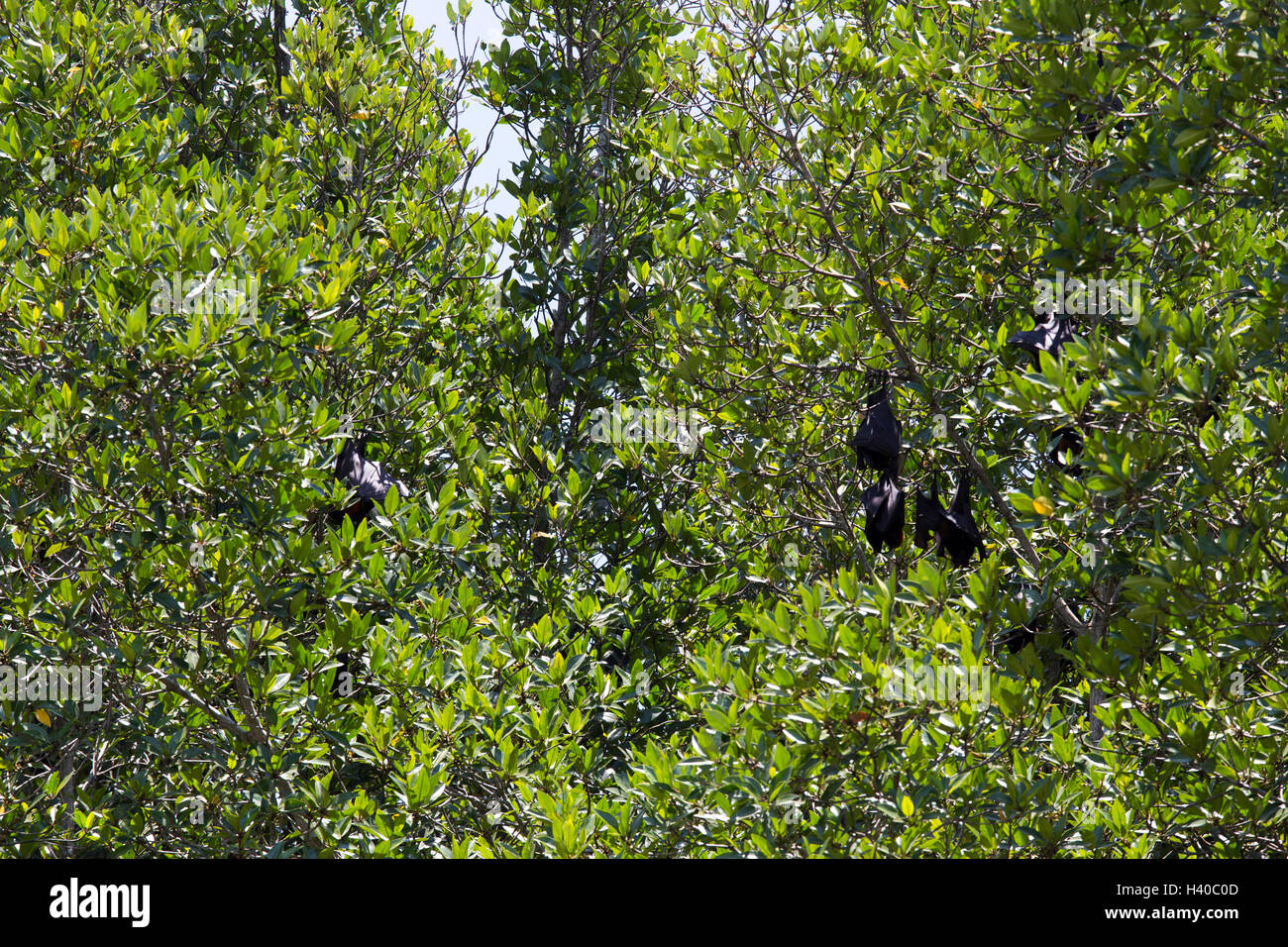 Huge bats on a tree in Vietnam Stock Photo - Alamy