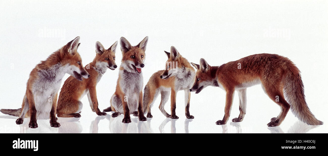 Group of red foxes hi-res stock photography and images - Alamy