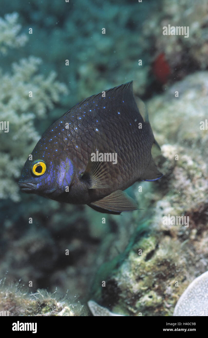 Underwater recording, black, reef perch, Neoglyphidodon melas, Sudan ...