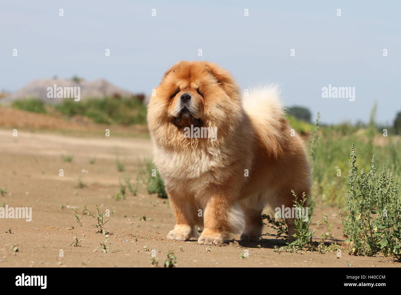 dog chow chow chow-chow adult red cream standing in a field flower ...