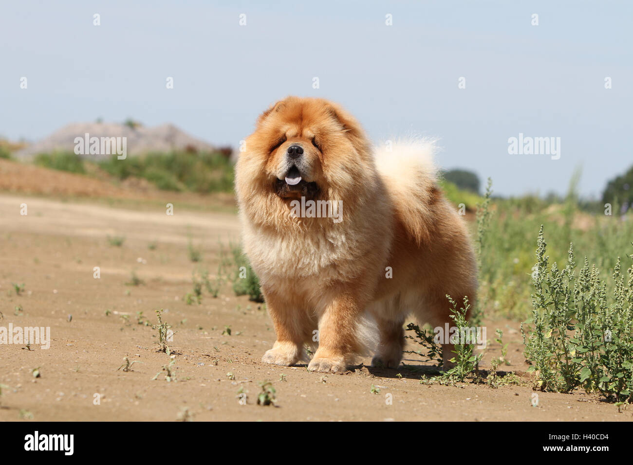 dog chow chow chow-chow adult red cream standing in a field flower ...
