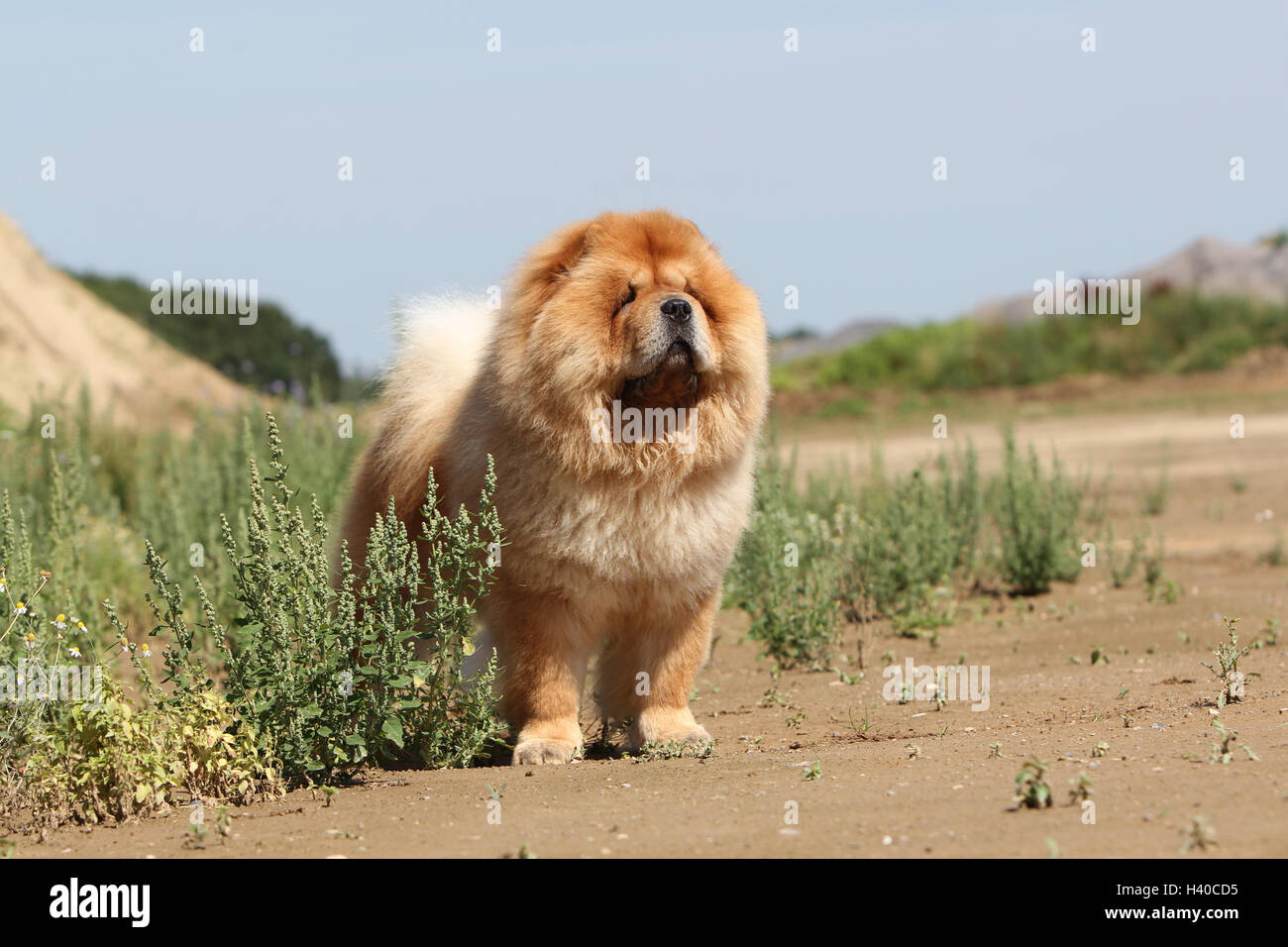 dog chow chow chow-chow adult red cream standing in a field flower ...