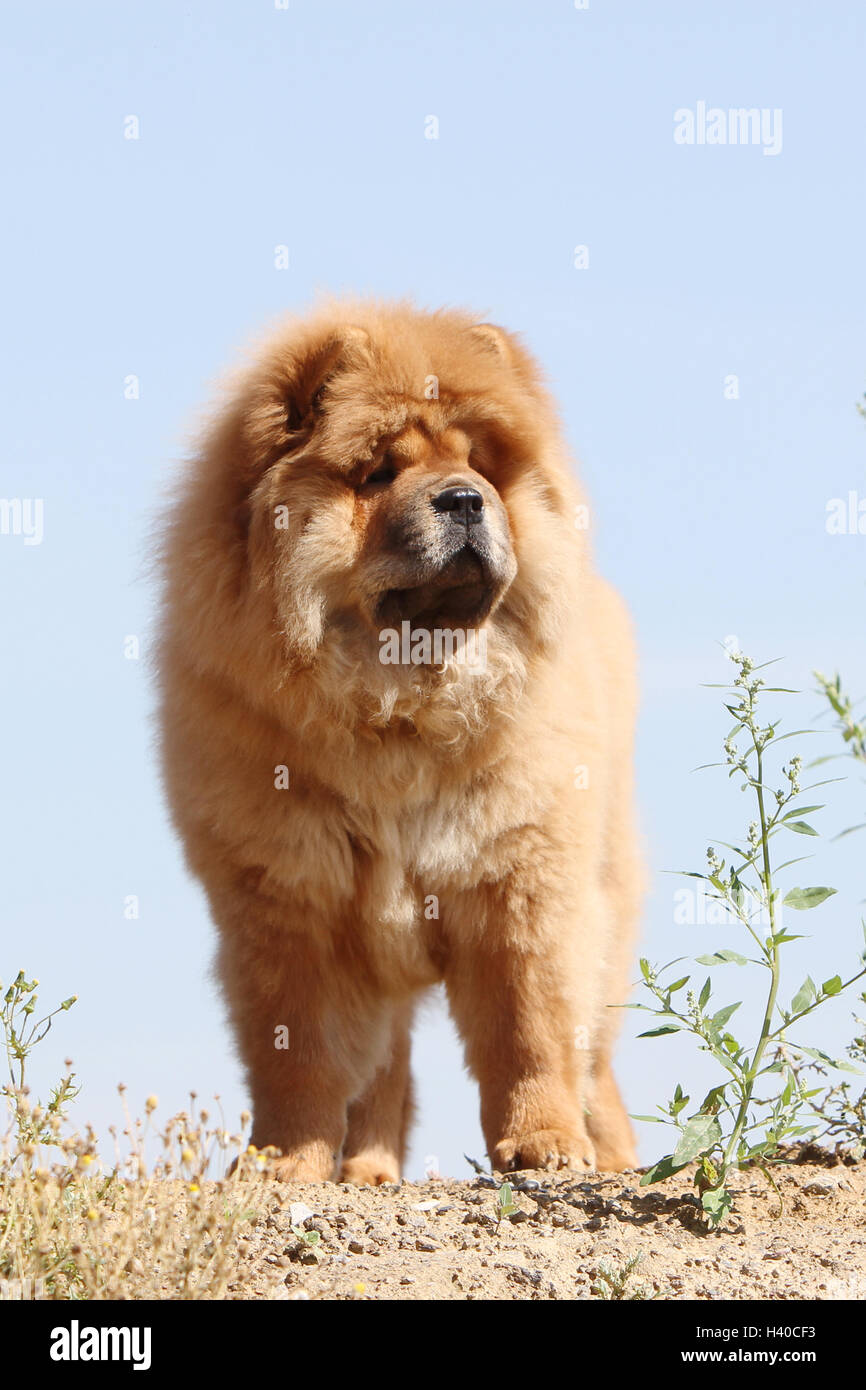 dog chow chow chow-chow adult red cream standing in a field flower ...