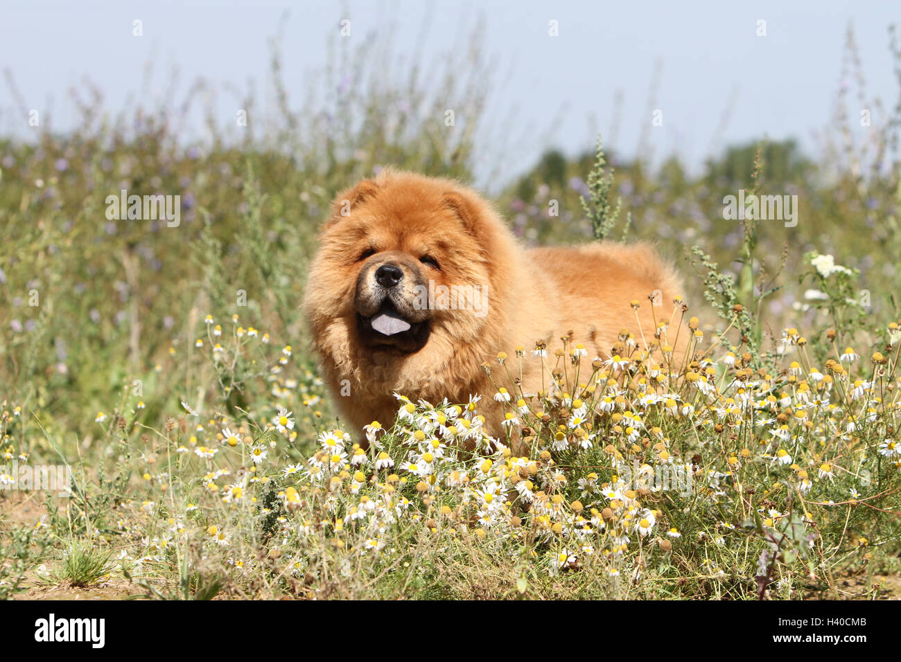 dog chow chow chow-chow adult red cream standing in a field flower ...