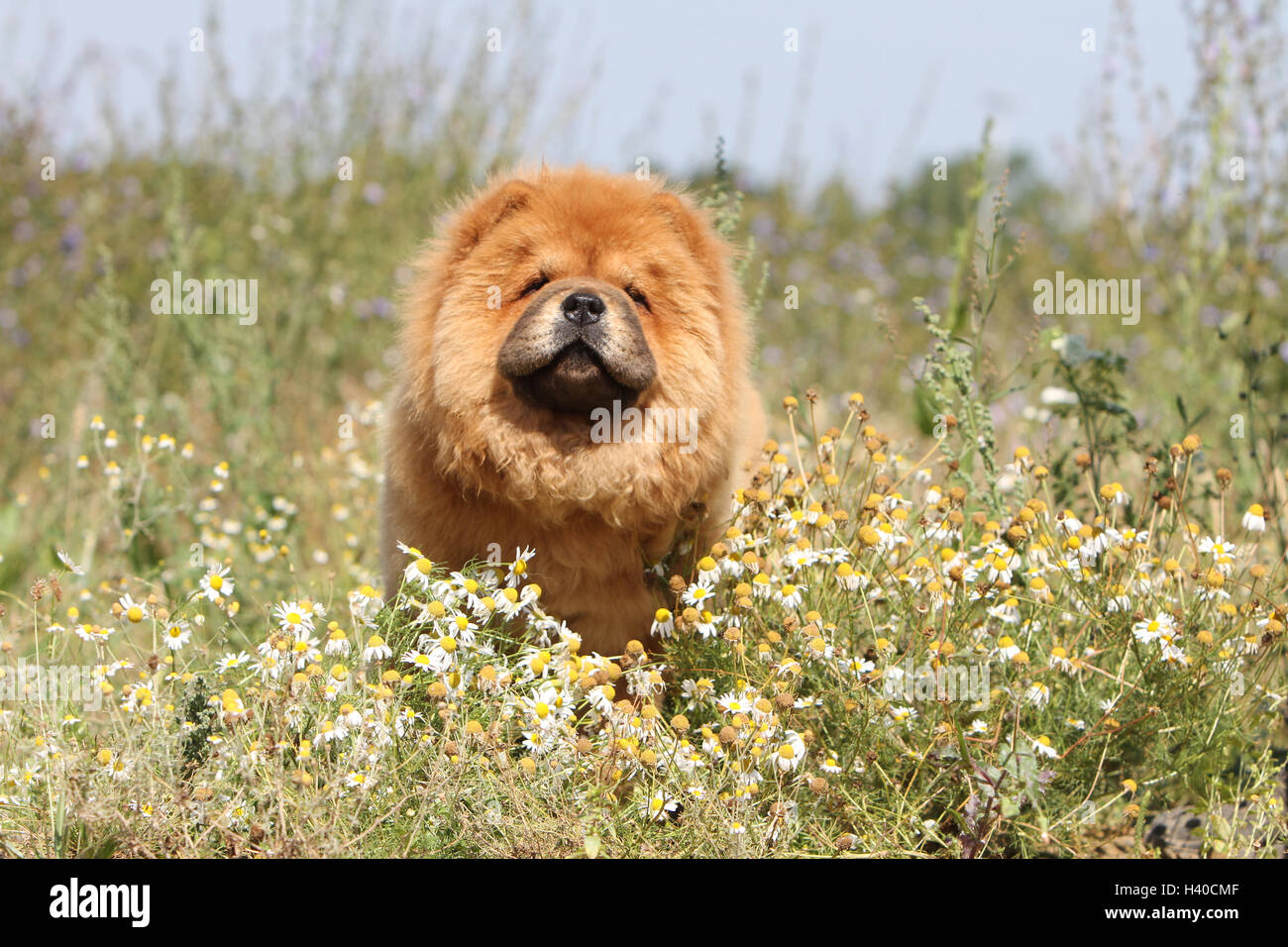 dog chow chow chow-chow adult red cream standing in a field flower ...