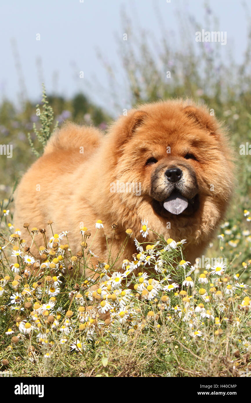 dog chow chow chow-chow adult red cream standing in a field flower ...