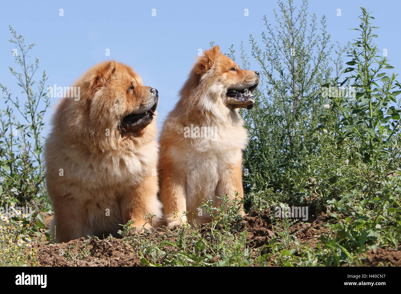 dog chow chow chow-chow adults /puppy red cream field wild field Stock ...