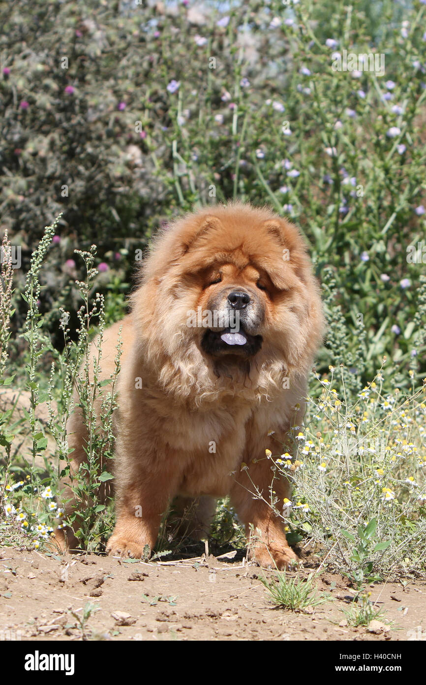 dog chow chow chow-chow adult red cream standing in a field flower ...