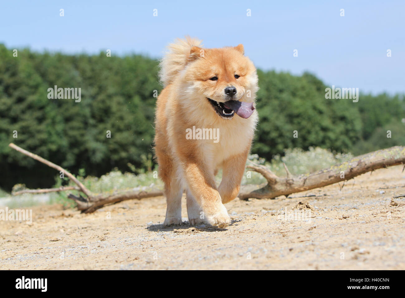 dog chow chow chow-chow china red cream face stand standing adult ...