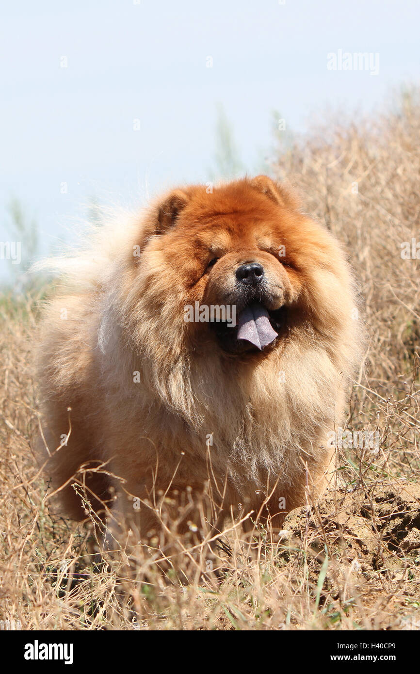 dog chow chow chow-chow adult red cream standing in a field flower ...