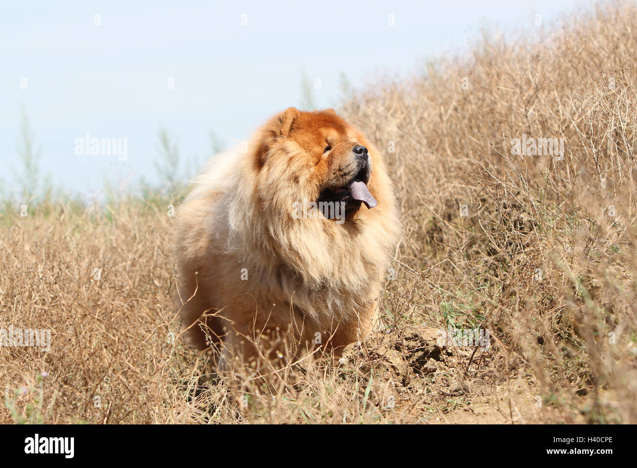 dog chow chow chow-chow adult red cream standing in a field flower ...