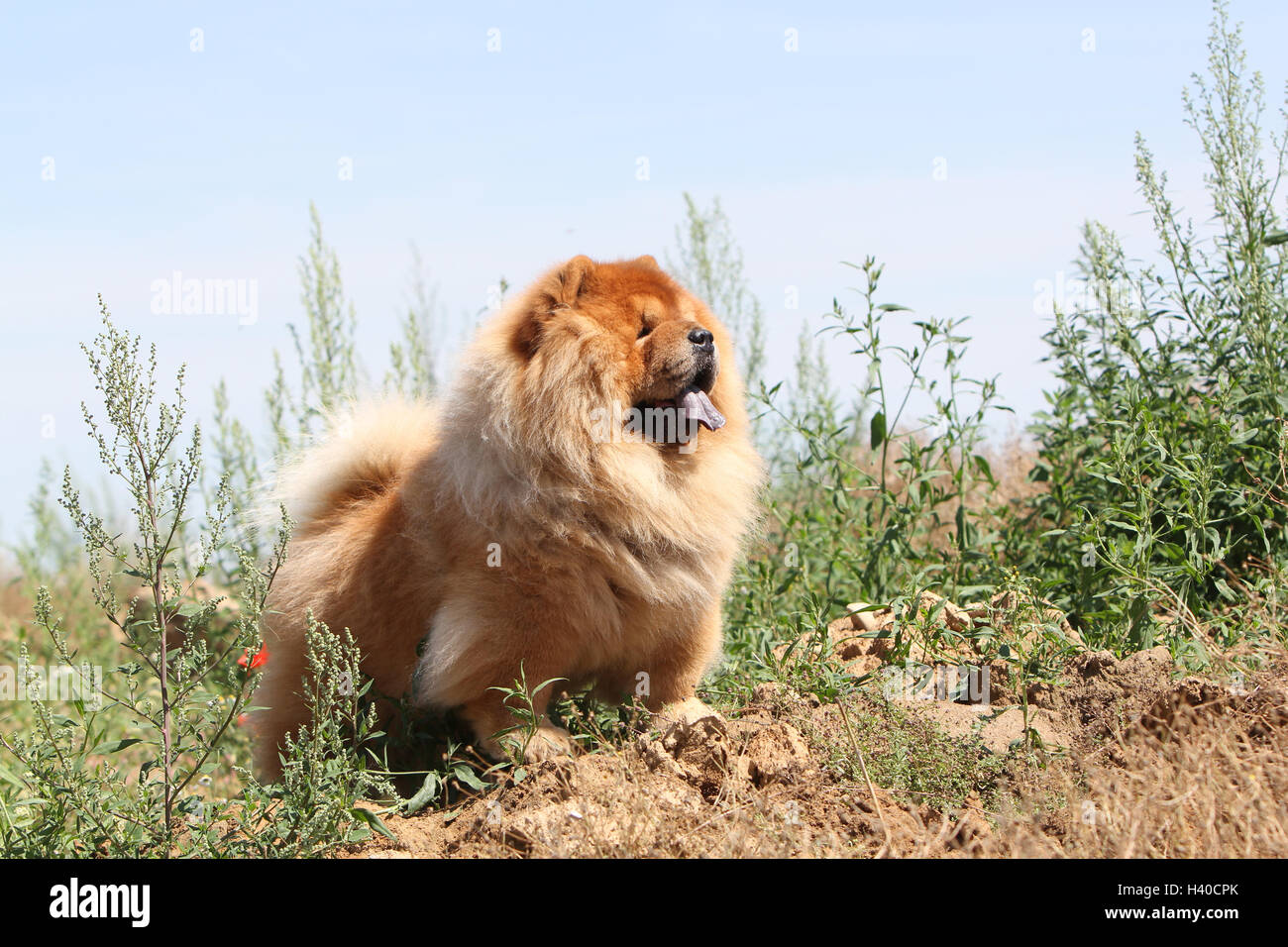 dog chow chow chow-chow adult red cream standing in a field flower ...