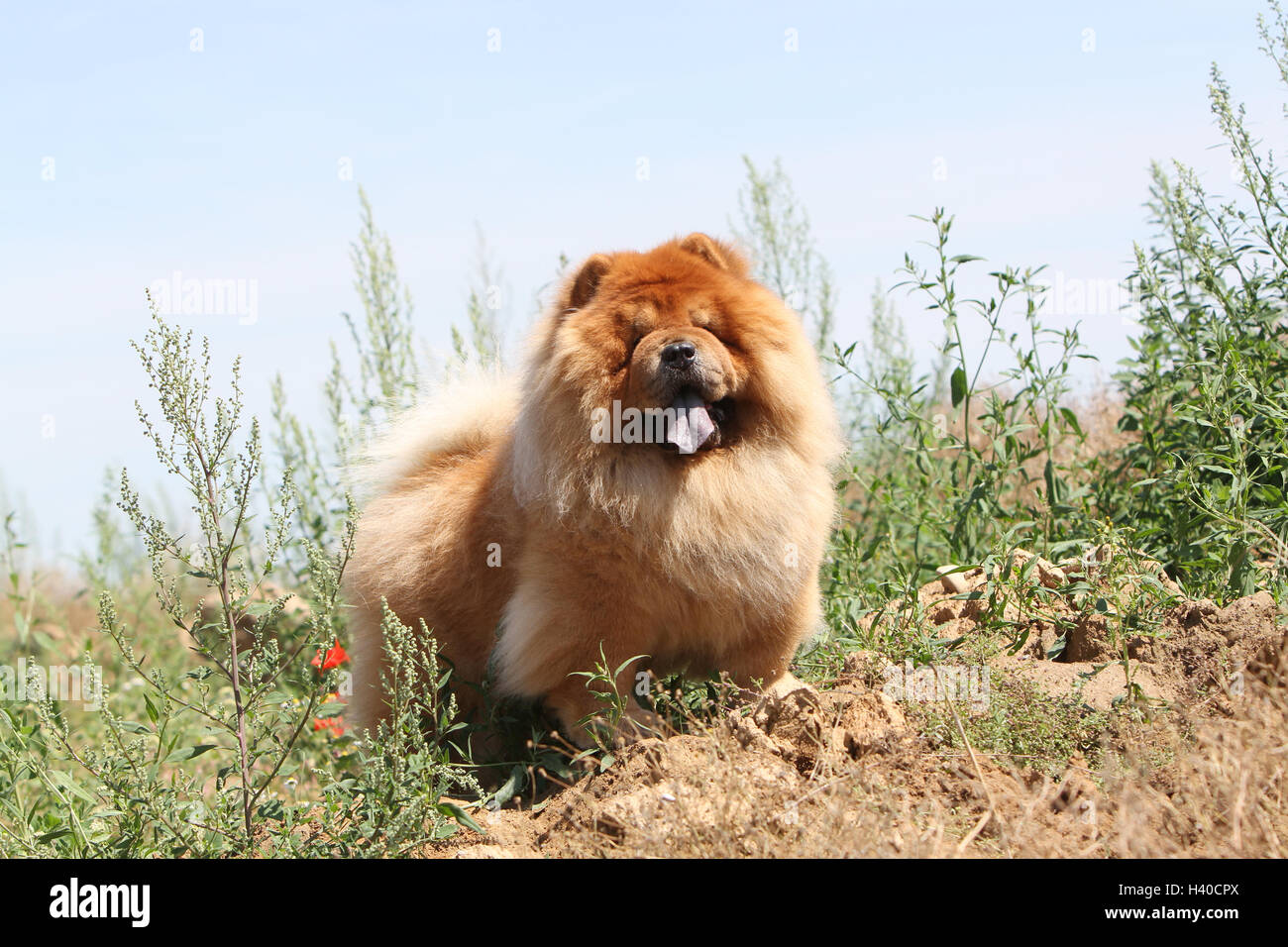 dog chow chow chow-chow adult red cream standing in a field flower ...