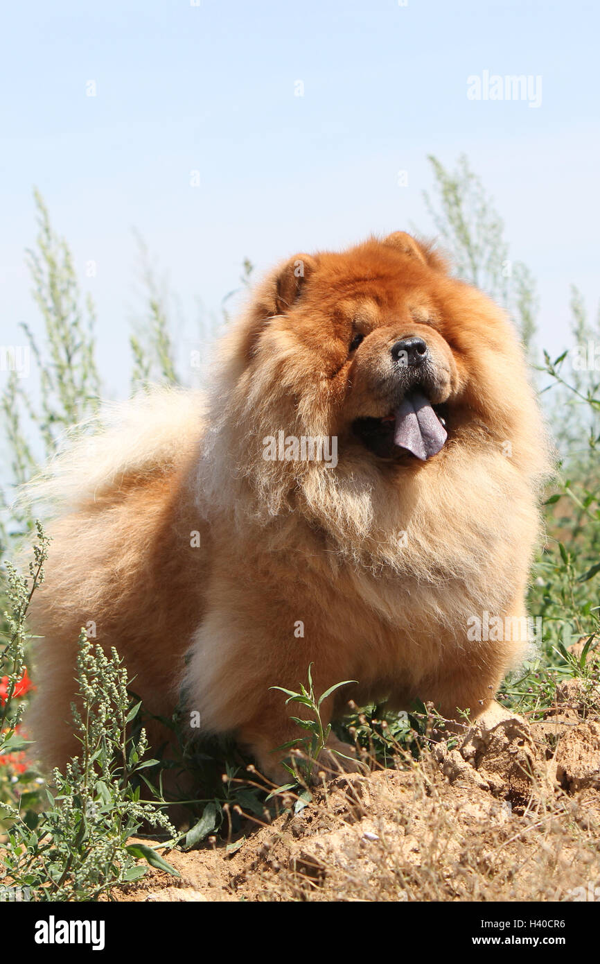 dog chow chow chow-chow adult red cream standing in a field flower ...