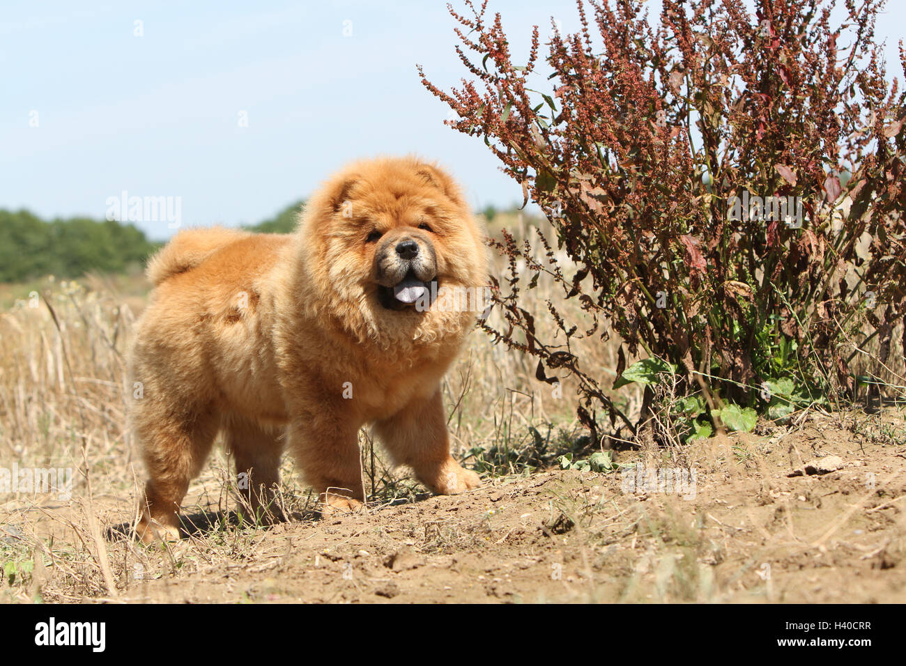dog chow chow chow-chow adult red cream standing in a field flower ...