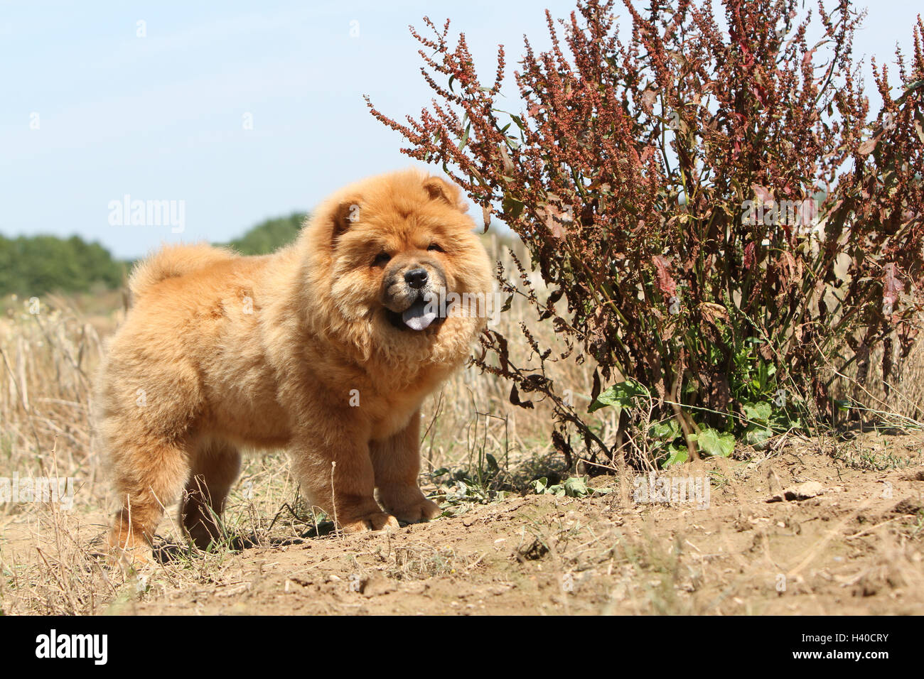dog chow chow chow-chow adult red cream standing in a field flower ...