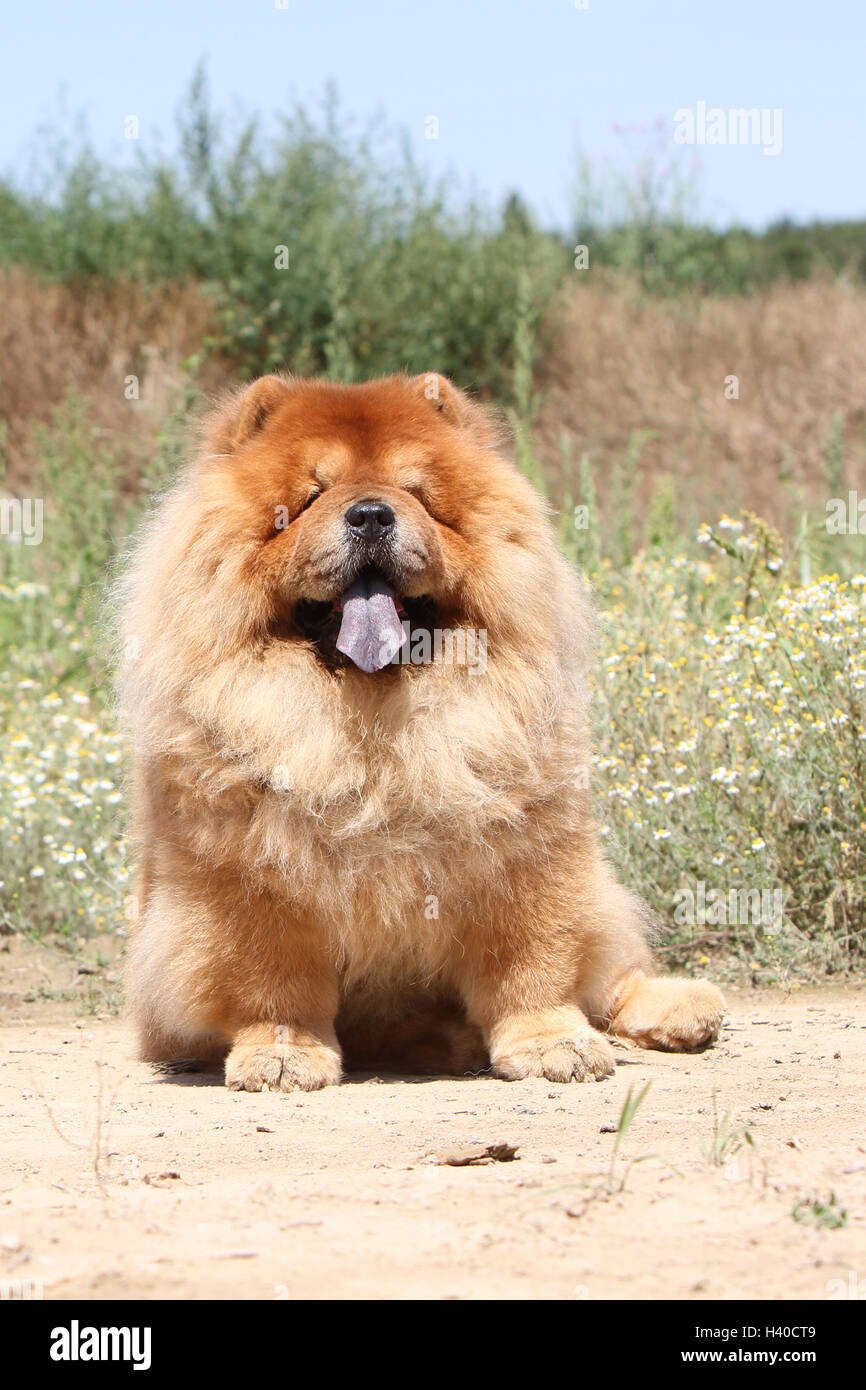 dog chow chow chow-chow adult red cream standing in a field flower ...