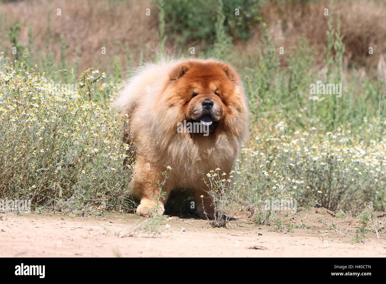 dog chow chow chow-chow adult red cream standing in a field flower ...