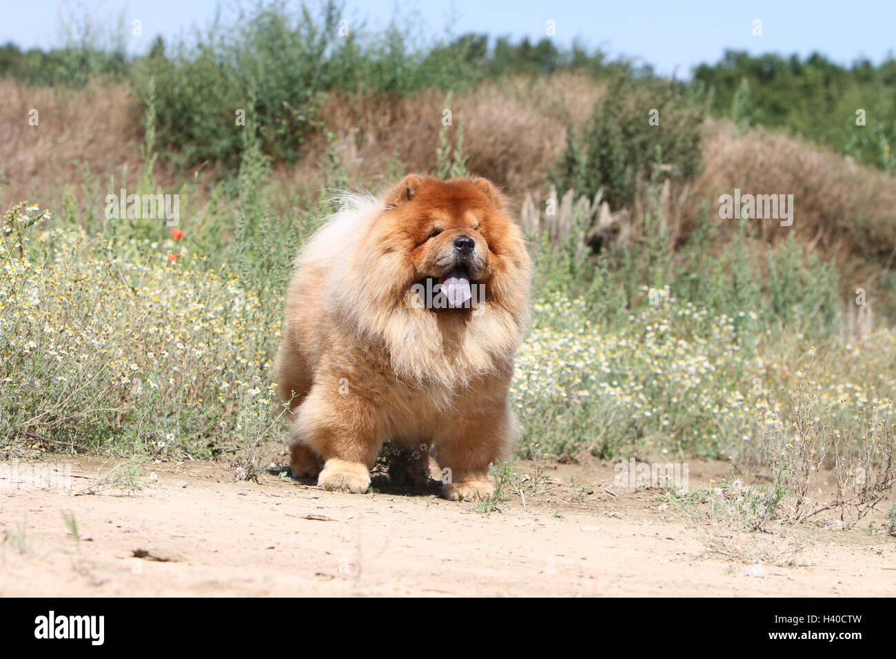 dog chow chow chow-chow adult red cream standing in a field flower ...