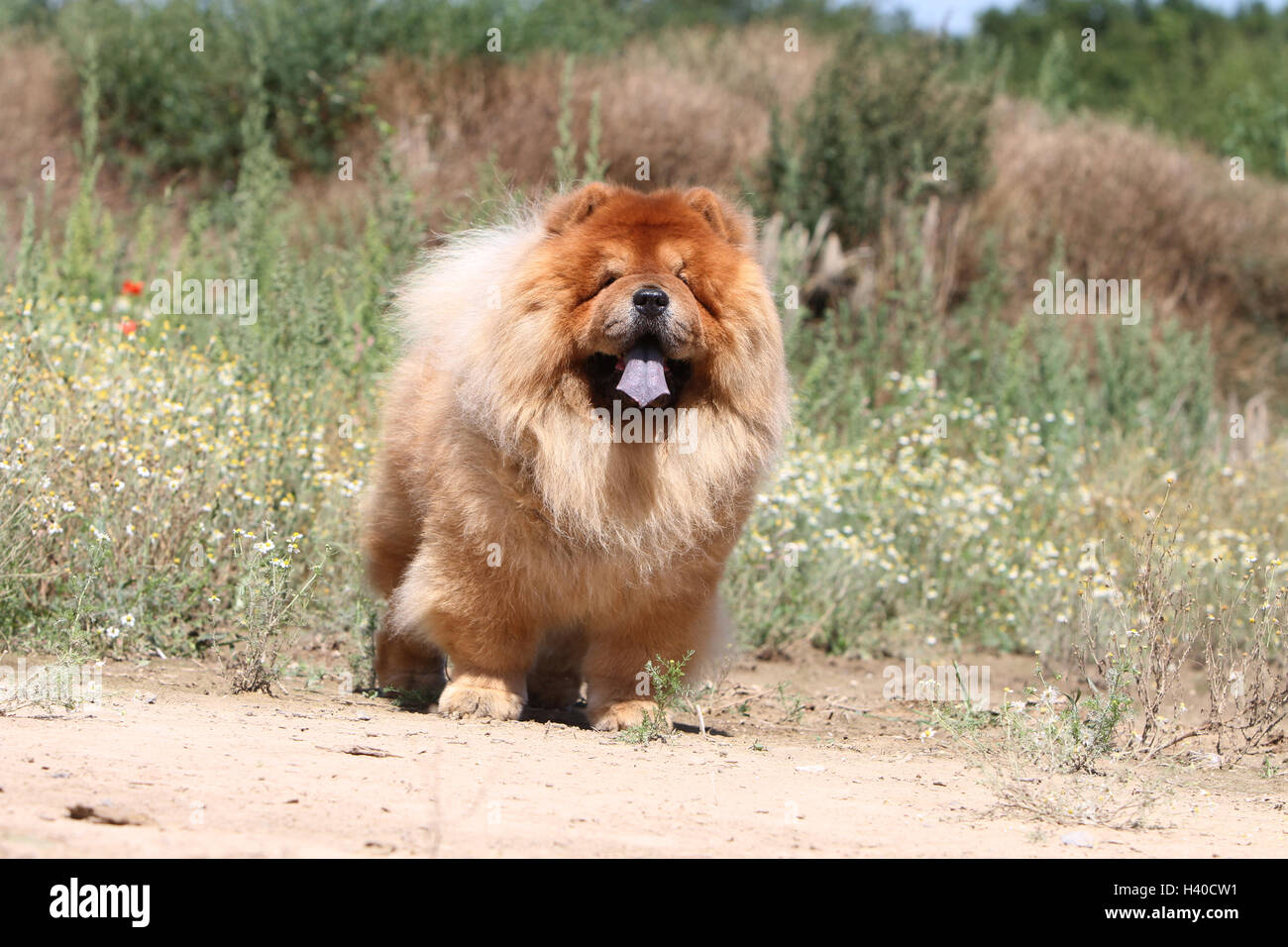 dog chow chow chow-chow adult red cream standing in a field flower ...
