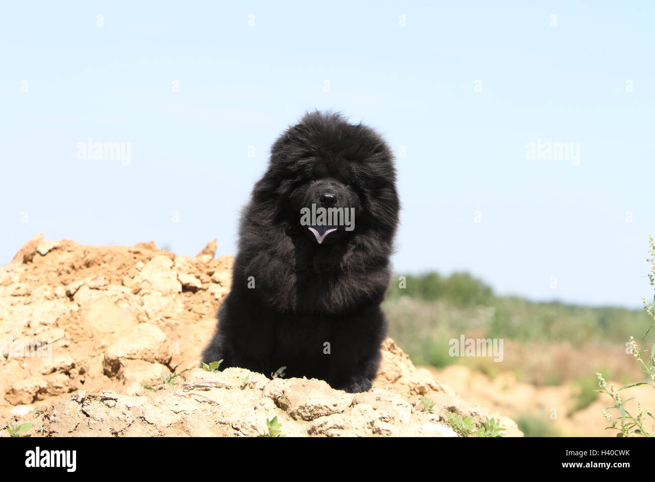 dog chow chow chow-chow adult black sitting in a field Stock Photo - Alamy