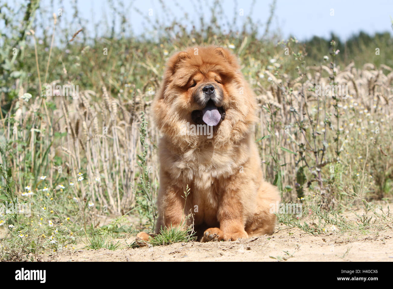 dog chow chow chow-chow adult red cream sitting in a field bloom ...