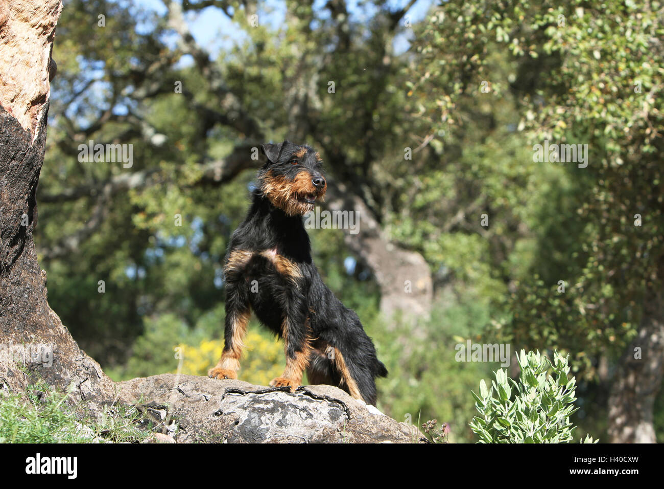 Dog Jagdterrier / jagd terrier / Deutscher Jagdterrier standing on its ...