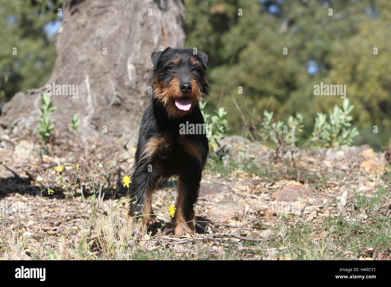Dog Jagdterrier / jagd terrier / Deutscher Jagdterrier adult standing ...