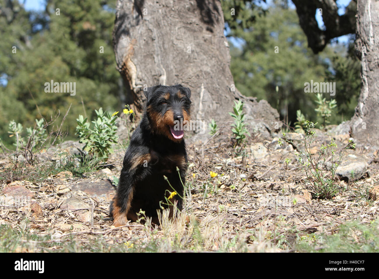 Jagd terrier hi-res stock photography and images - Alamy