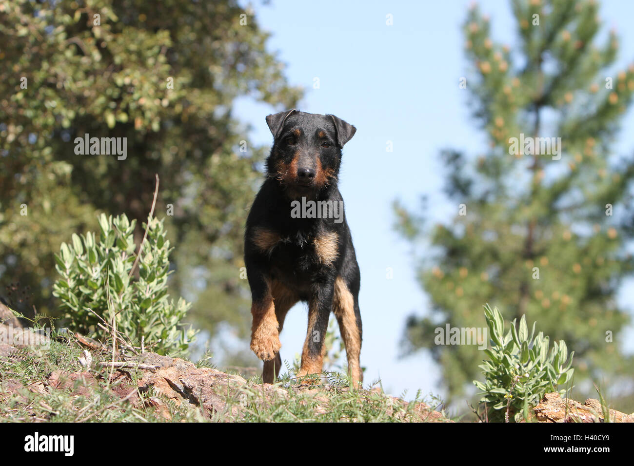 Dog Jagdterrier / jagd terrier / Deutscher Jagdterrier adult standing ...