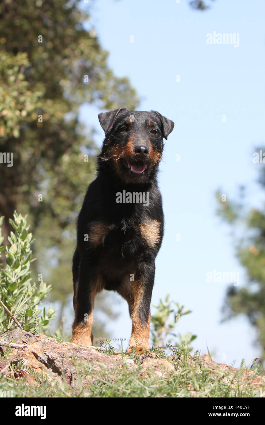 Jagd hi-res stock photography and images - Alamy