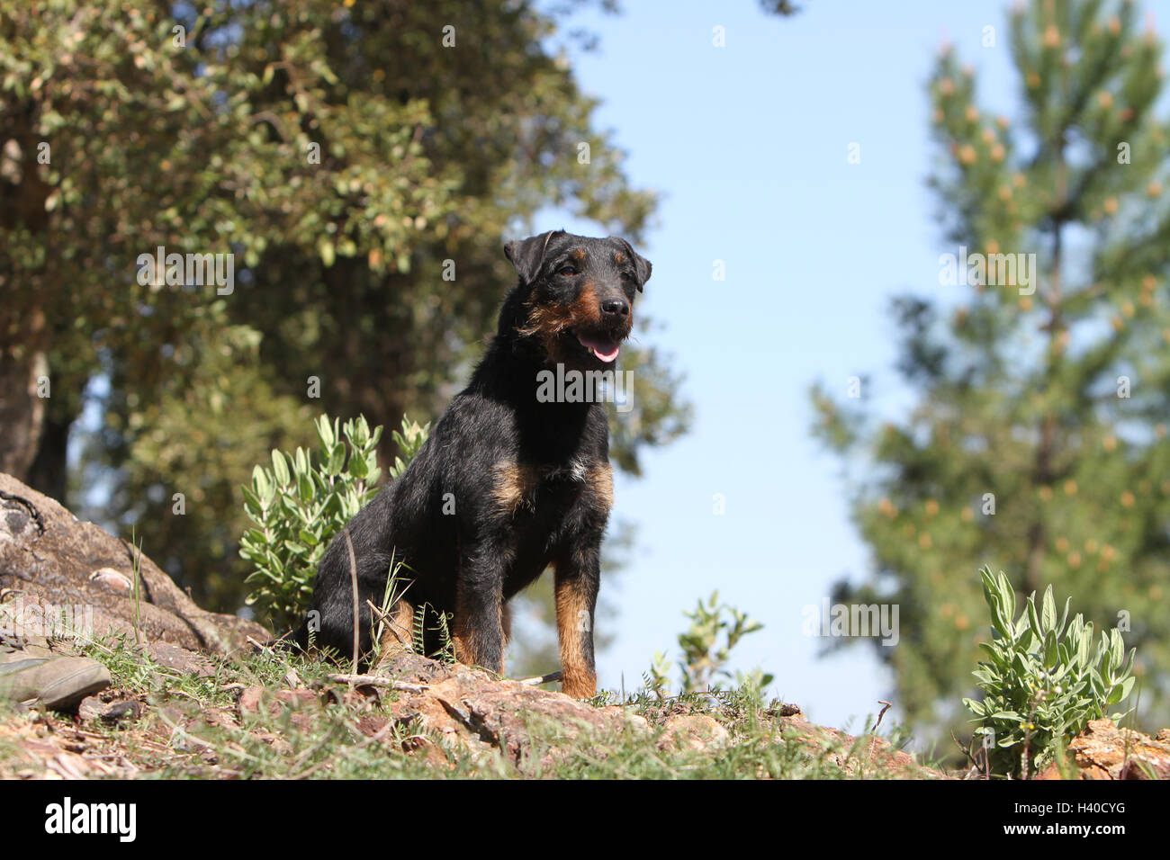 Hunt terrier hi-res stock photography and images - Alamy