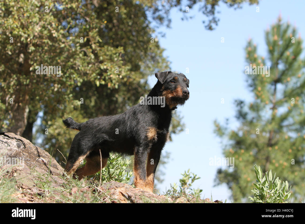 Dog Jagdterrier / jagd terrier / Deutscher Jagdterrier adult standing ...