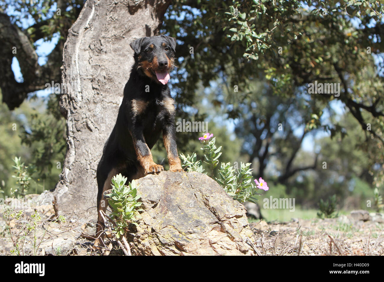 Dog Jagdterrier / jagd terrier / Deutscher Jagdterrier standing on its ...