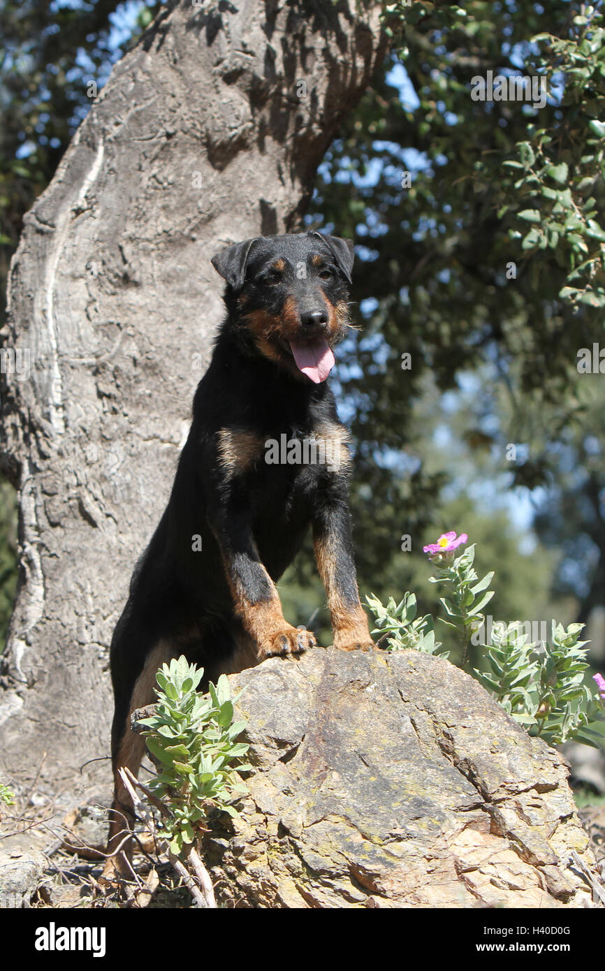 Dog Jagdterrier / jagd terrier / Deutscher Jagdterrier standing on its ...